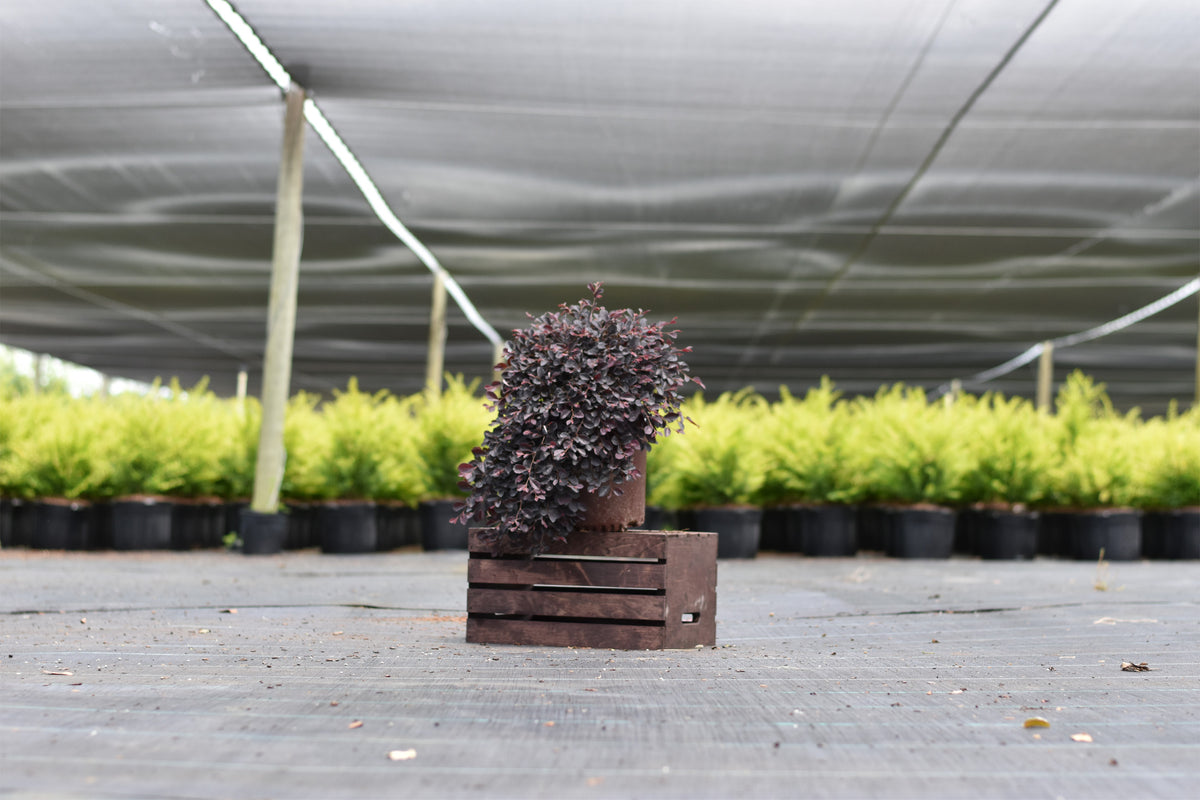 Purple Pixie Loropetalum - Buy Online Free Shipping – Flora's Market