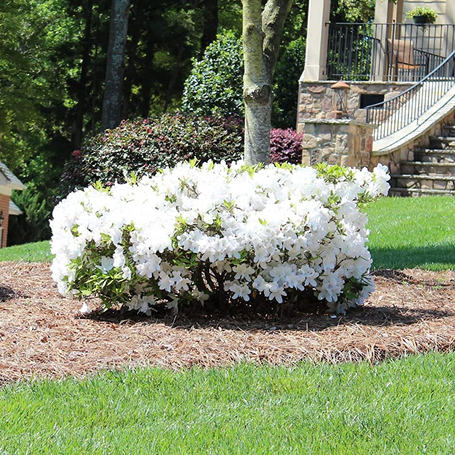 Autumn Angel Azalea - Buy Online Free Shipping – Flora's Market