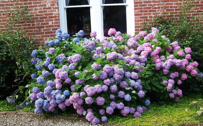 Original Endless Summer Hydrangea - Buy Online Free Shipping – Flora's ...