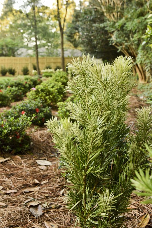 Roman Candle Podocarpus - Buy Online Free Shipping – Flora's Market